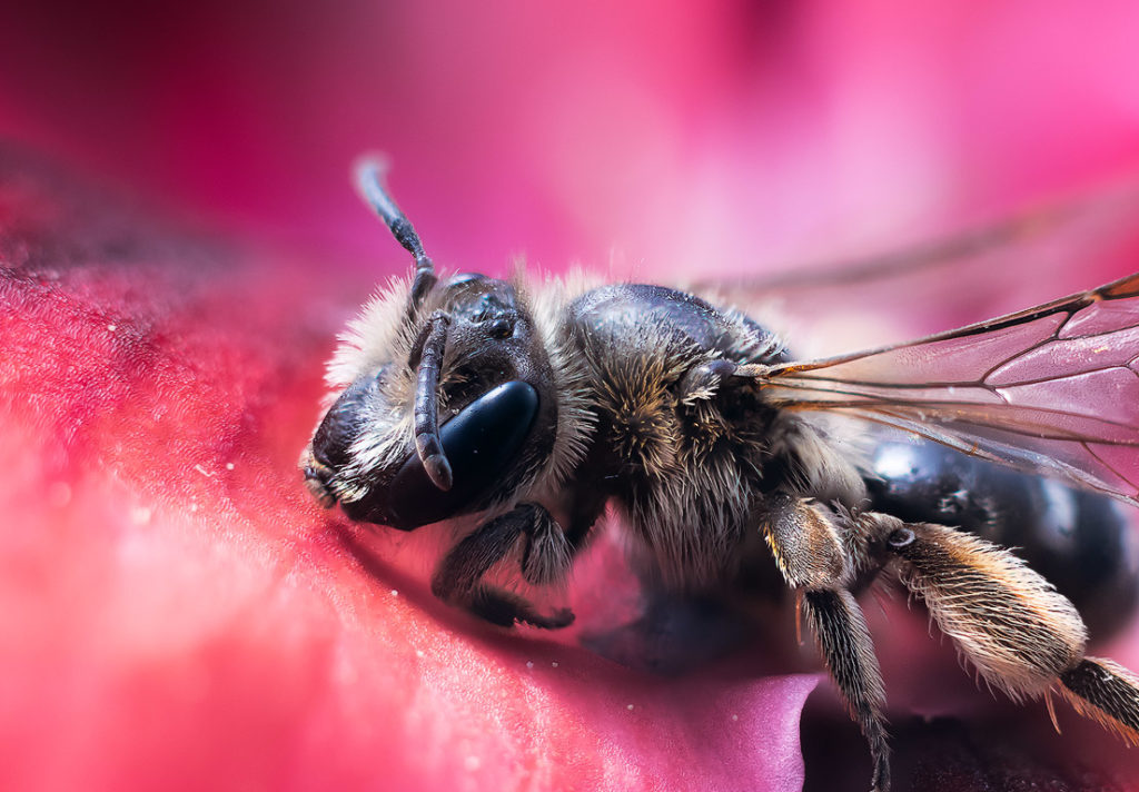 S17 Primavera - Probando la fotografía macro con una abeja