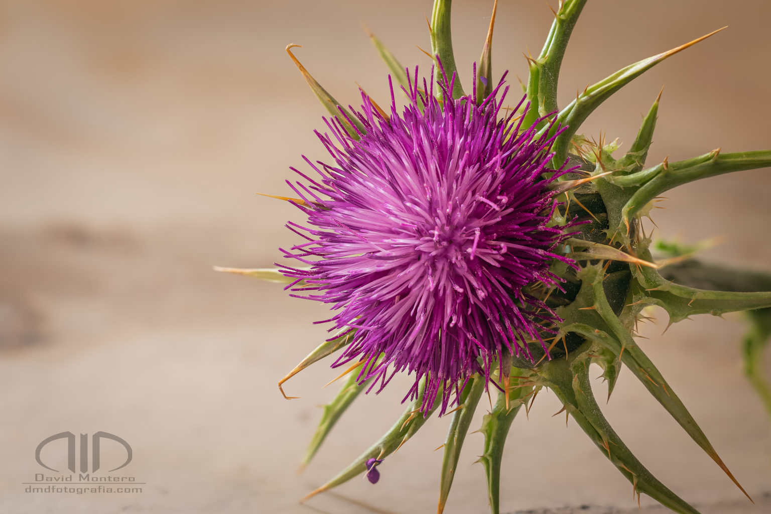 S20 - La flor del cardo o Onopordum acanthium